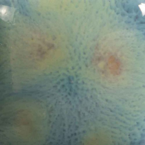 Mayco Jungle Gems Glaze CG962 Blue Azure 473ml